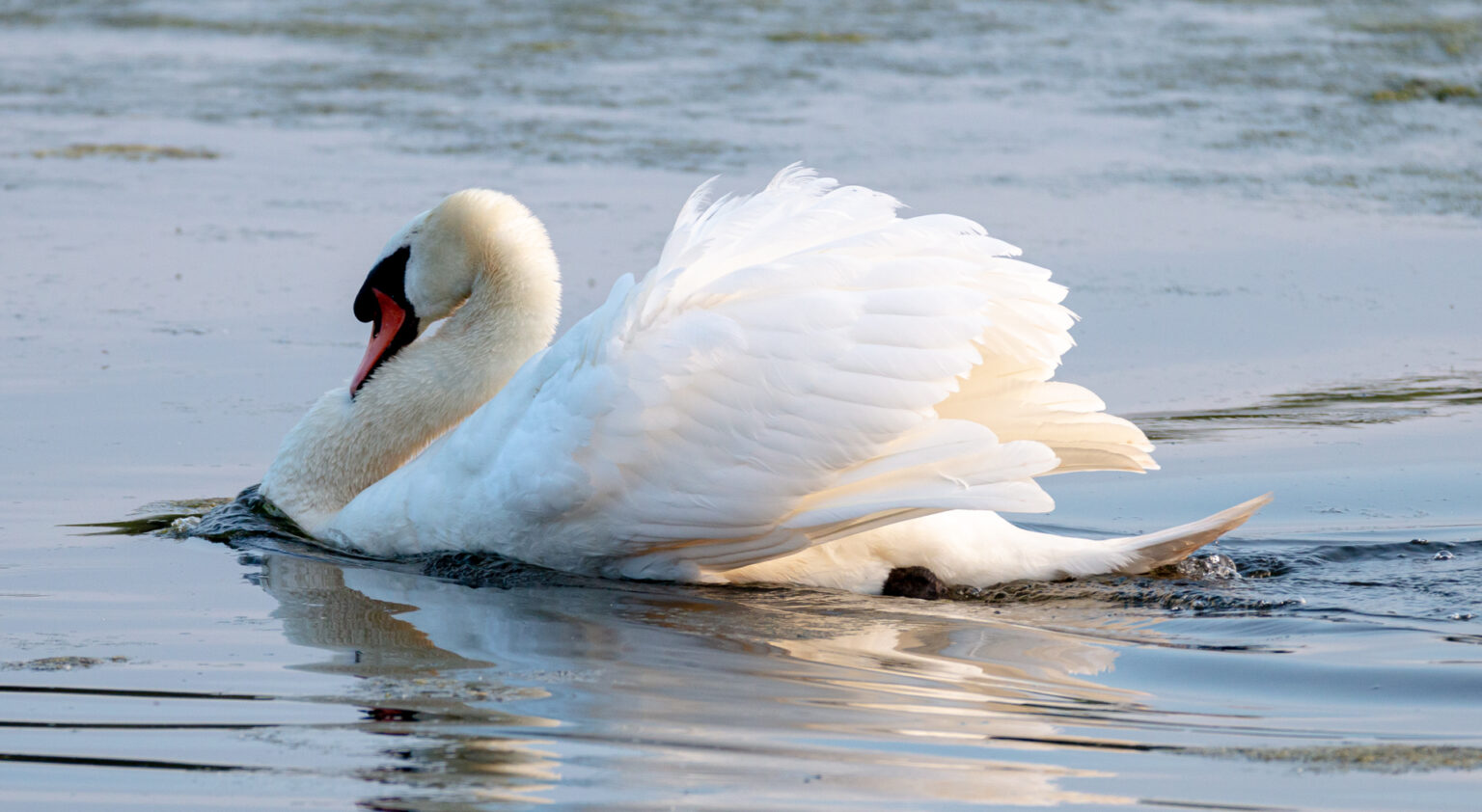 Male Mute Swan 2 | Jaguar Photographic Society